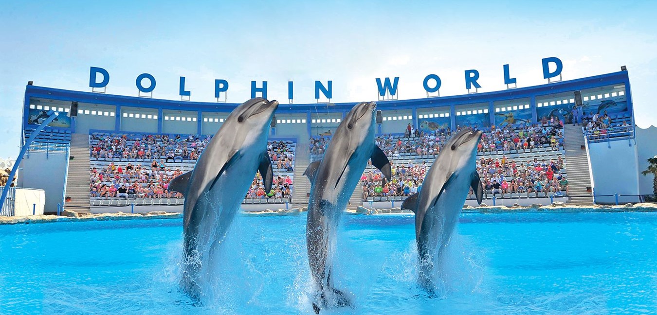 Home | Dolphin World