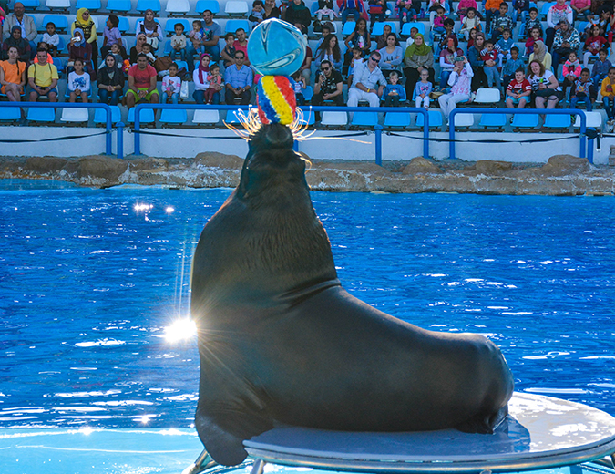 Gallery | Dolphin World