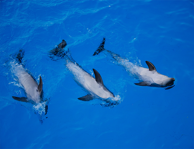 Gallery | Dolphin World