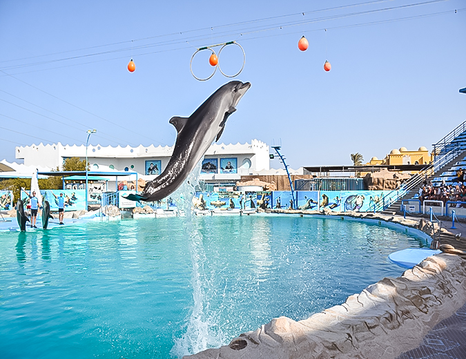 Gallery | Dolphin World