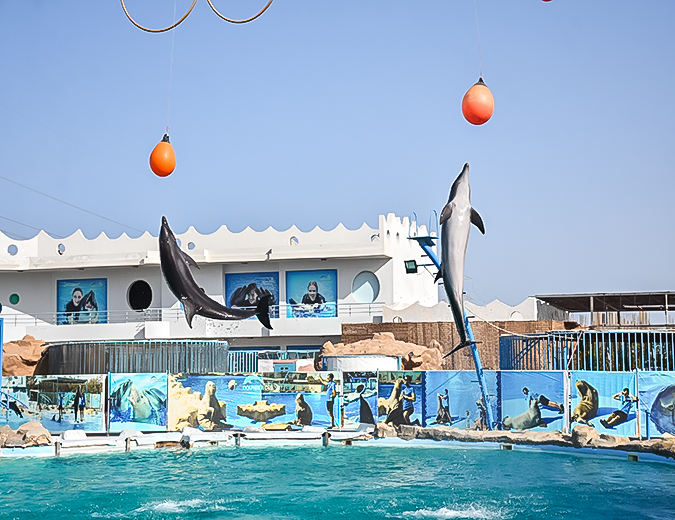 Gallery | Dolphin World