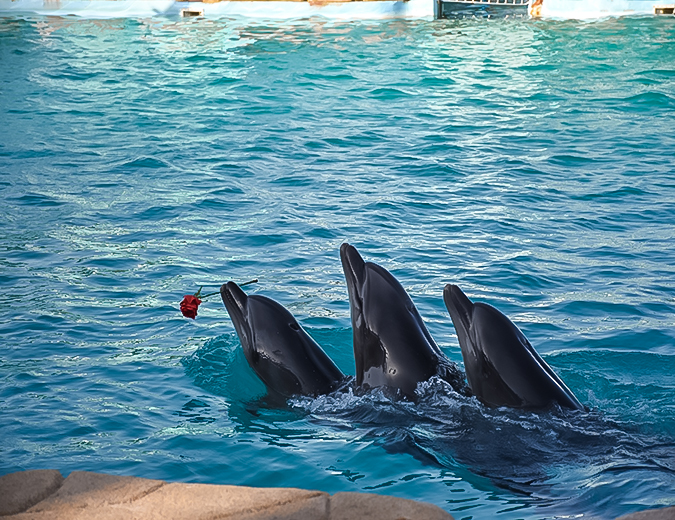 Gallery | Dolphin World