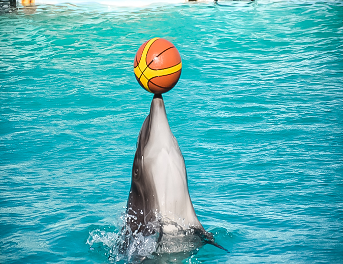 Gallery | Dolphin World