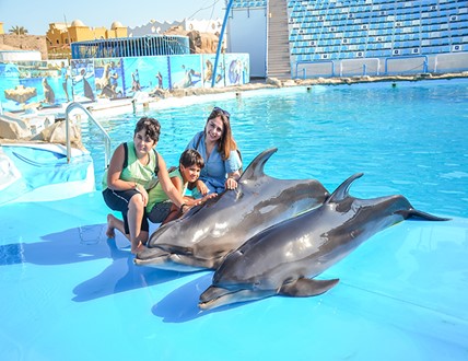 Dolphin Activities | Dolphin World