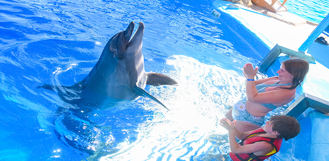 Dolphin Activities | Dolphin World