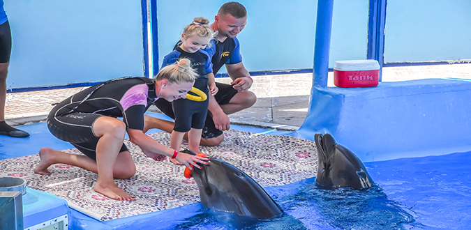 Dolphin Activities | Dolphin World