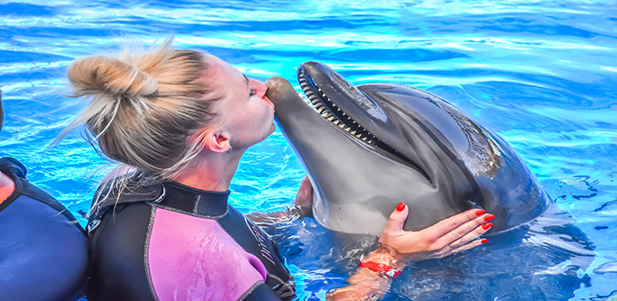 Dolphin Activities | Dolphin World