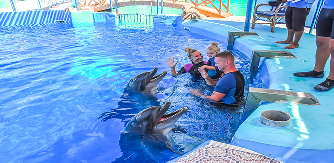 Dolphin Activities | Dolphin World